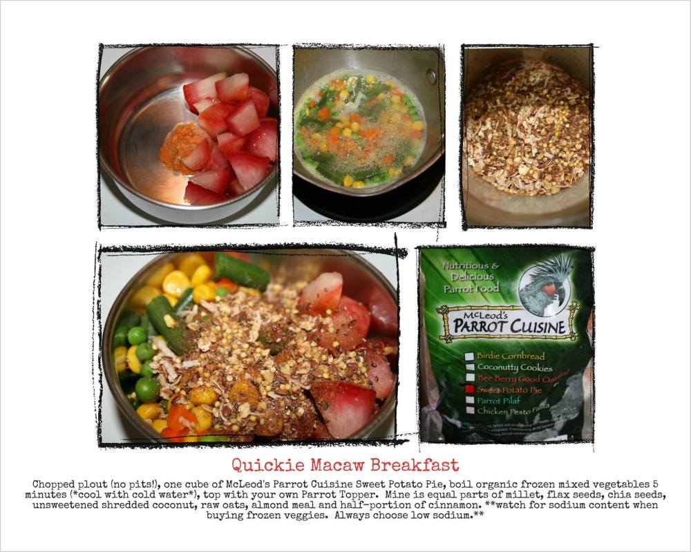 Food & Recipes – Macaw of Mine