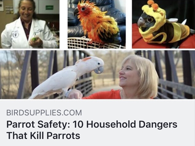 This is an excellent list of household dangers for birds. – Macaw of Mine