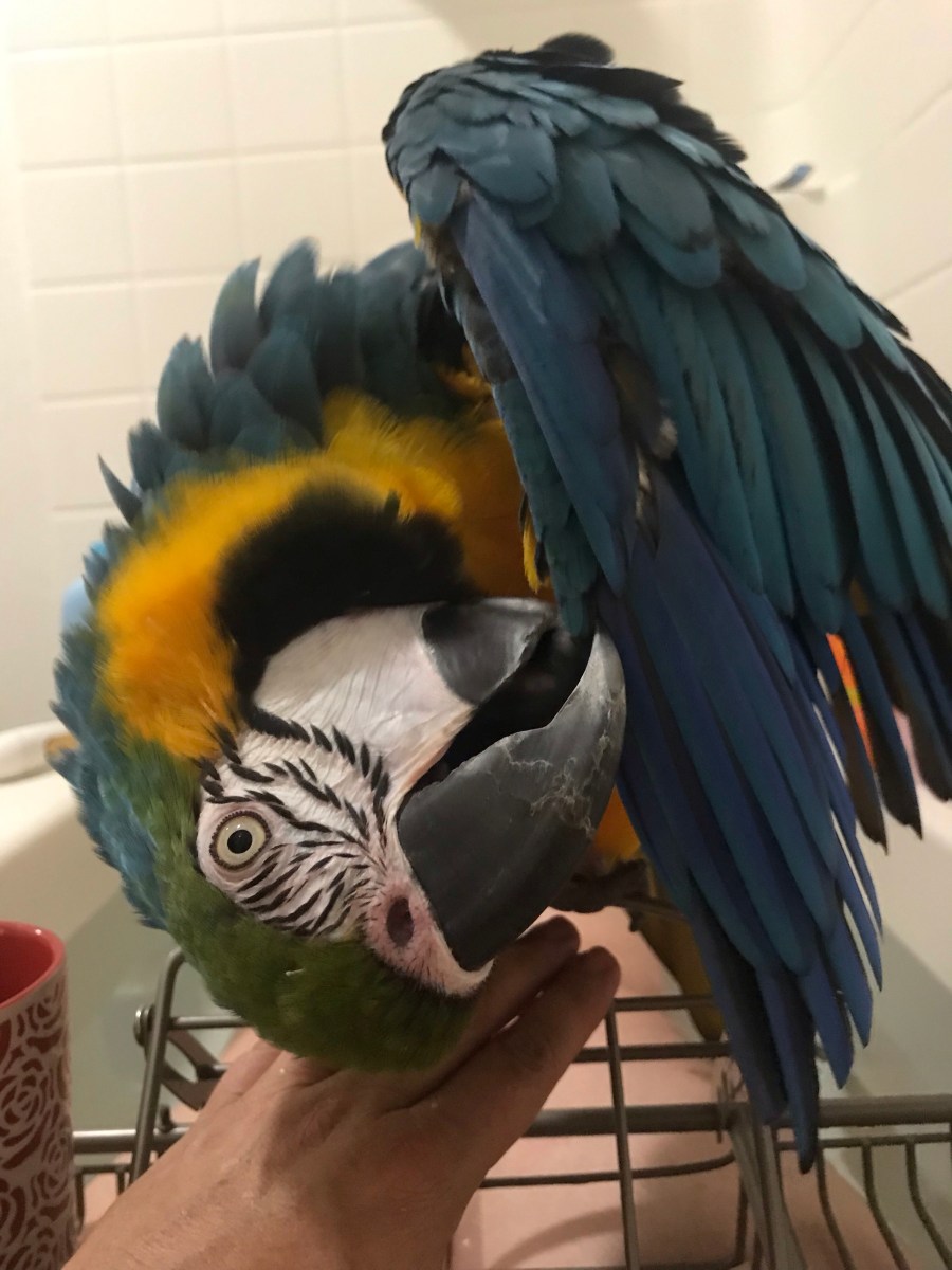 Do Rey Me Dance – Macaw of Mine